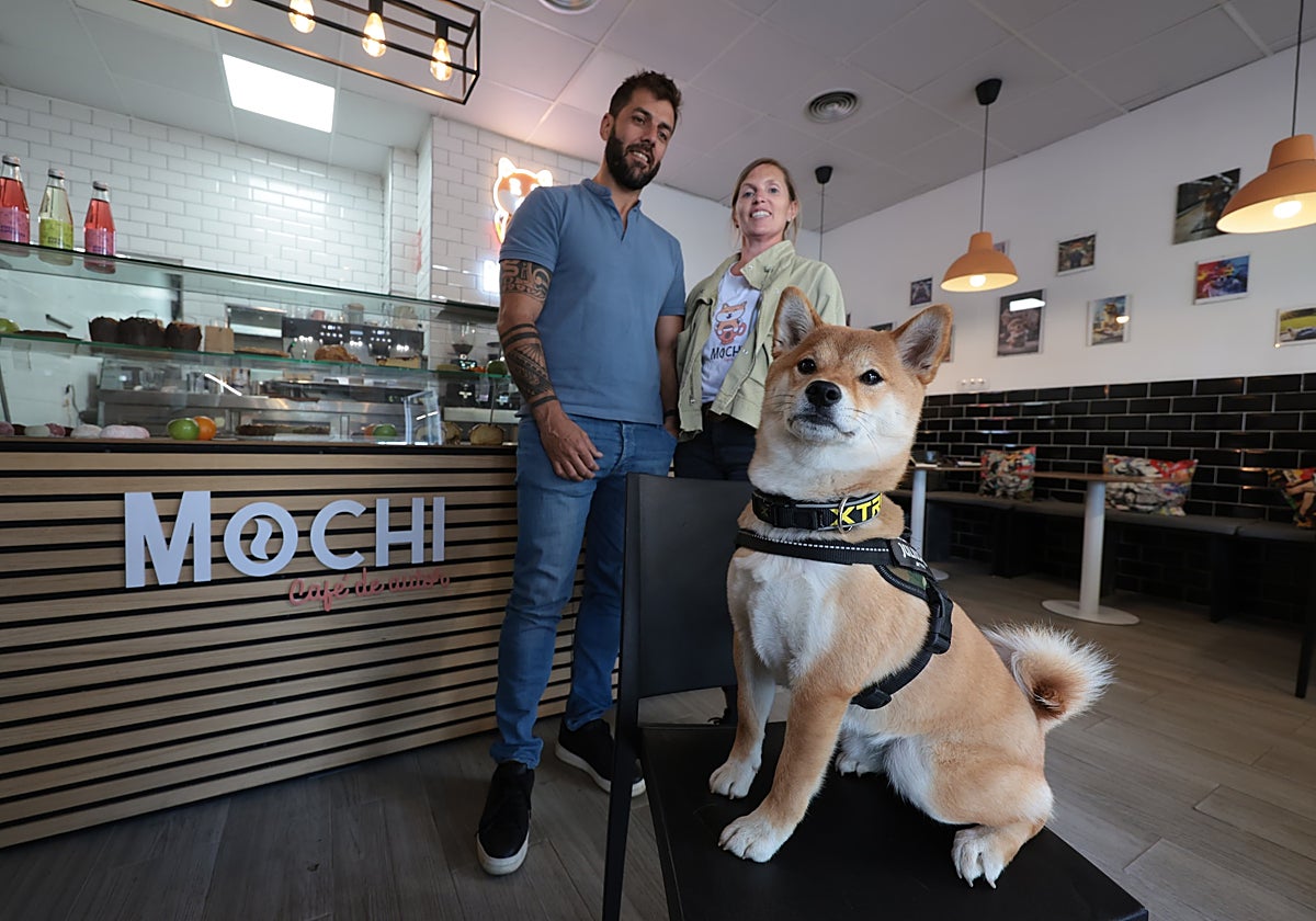Mochi Café, the first coffee shop opened by a dog in Malaga | Sur in English